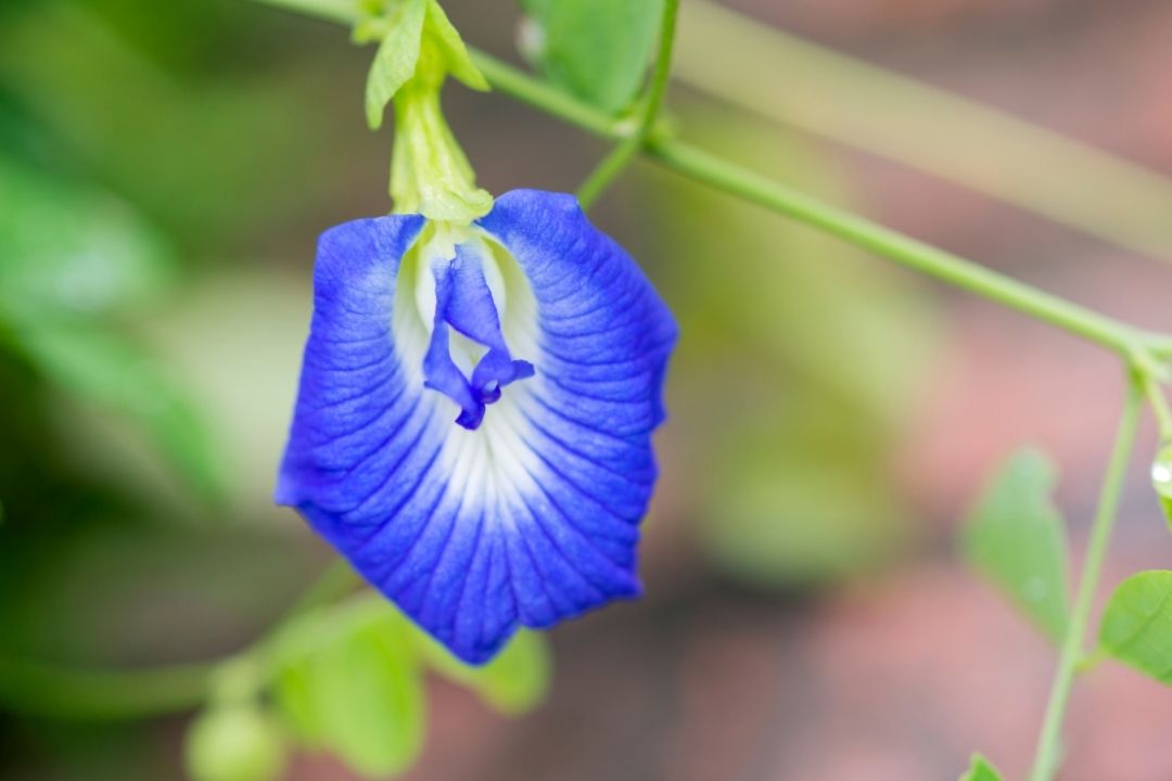 Blue matcha, el té azul que tienes que probar - Vida y Estilo