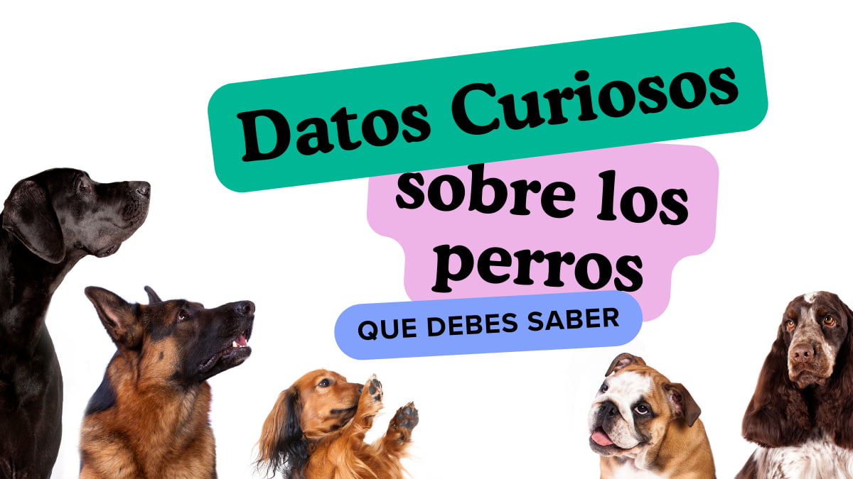10 curiosidades caninas que seguro no sabías - Vida y Estilo